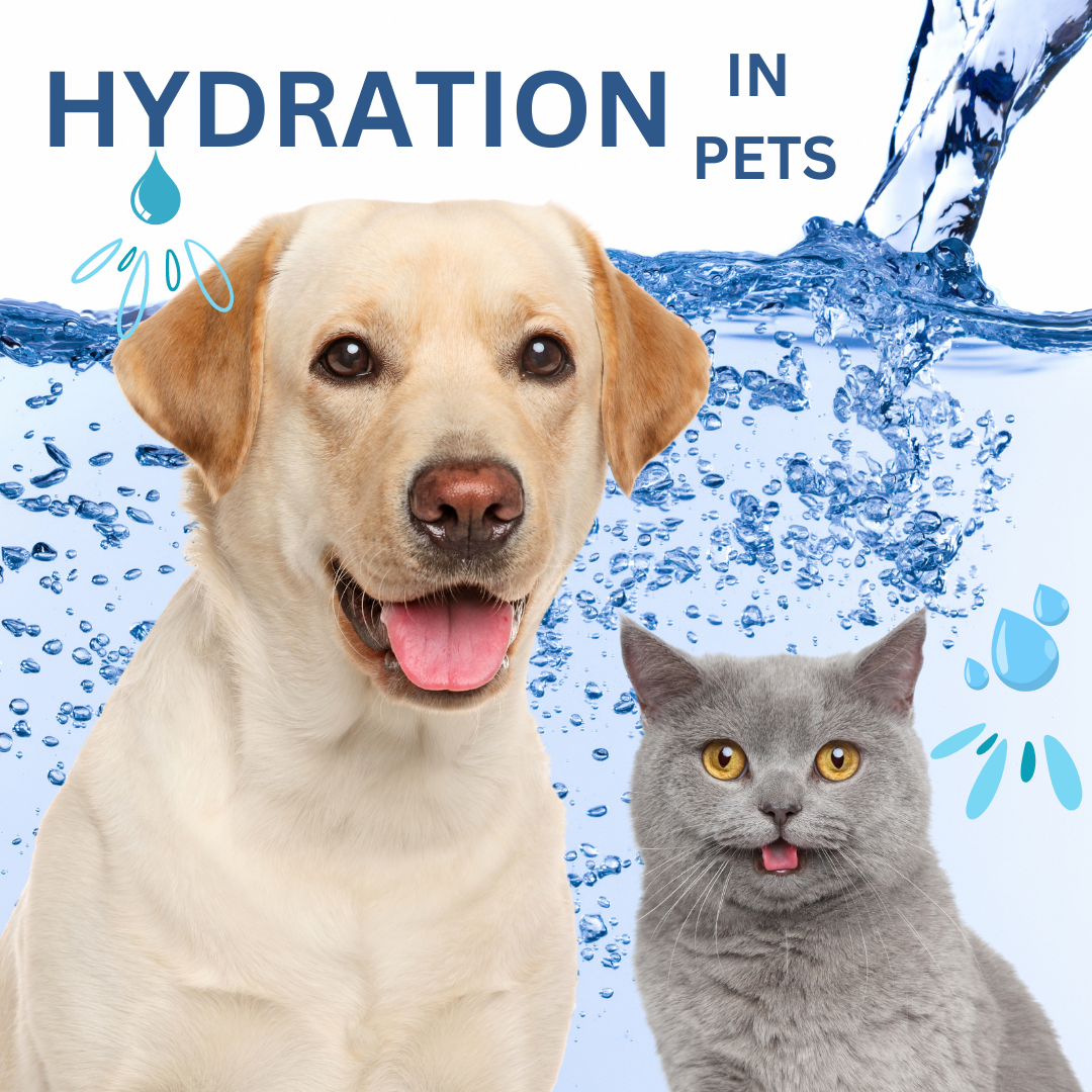 HYDRATION IN PETS – McMac Pet SA