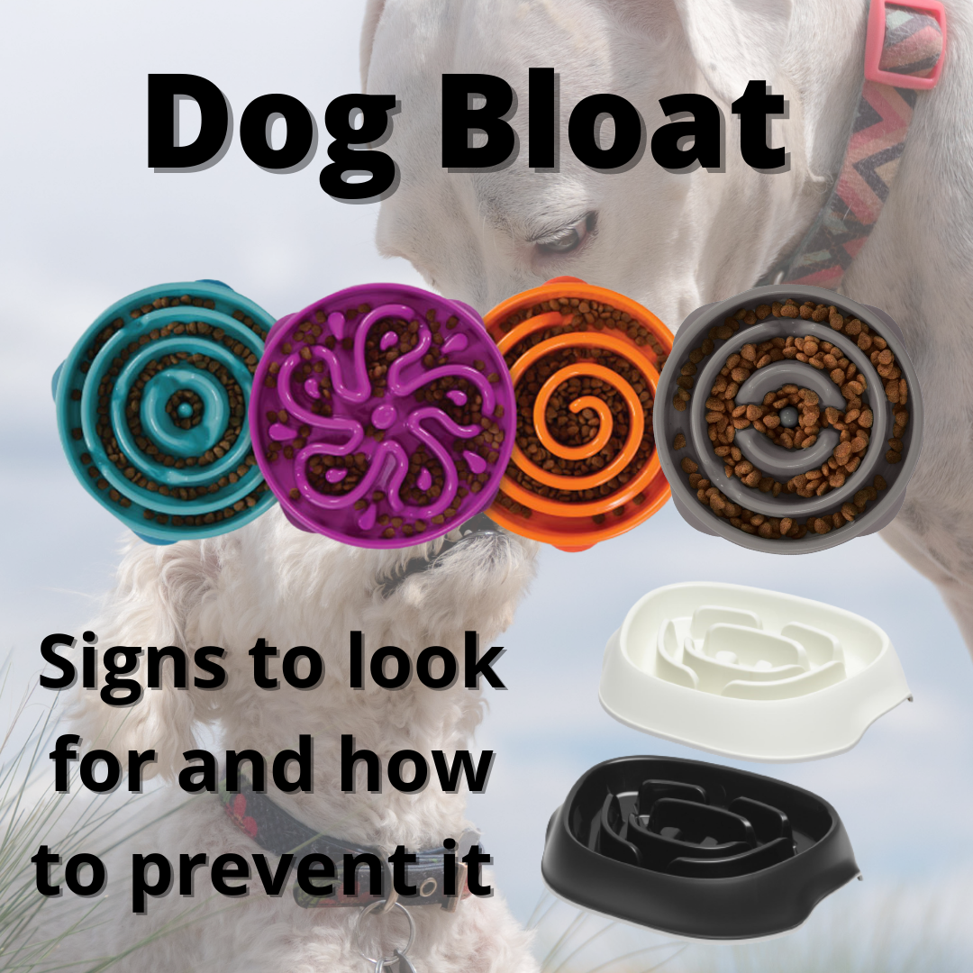 Dog Bloat: How to Protect Your Doggo – McMac Pet SA