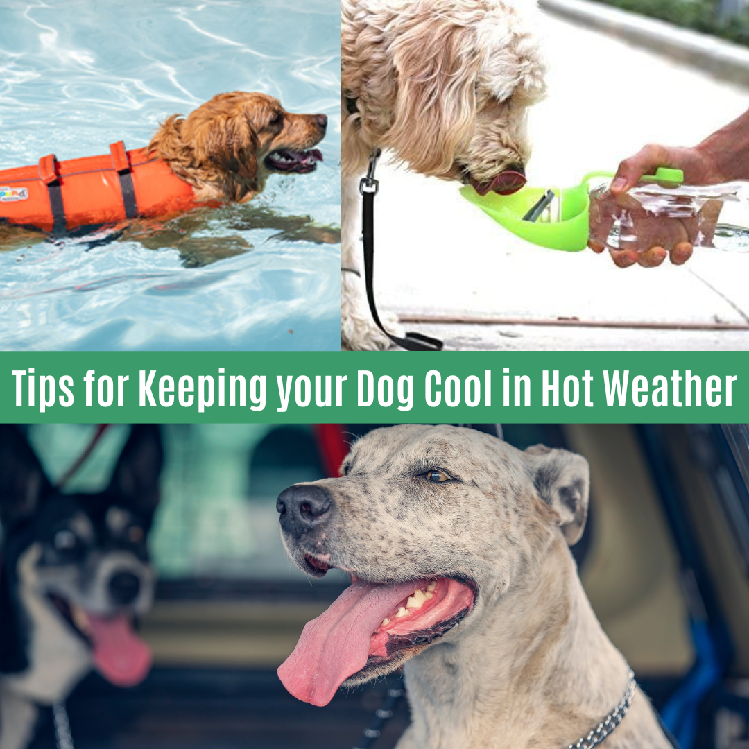Tips for keeping your dog cool in Summer – McMac Pet SA
