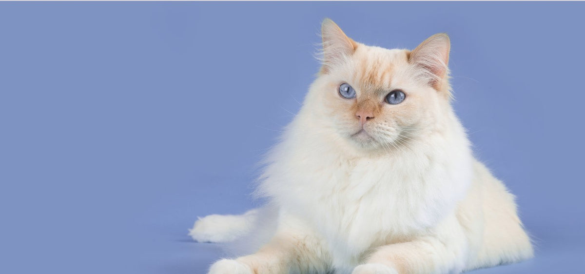 Cats – McMac Pet SA