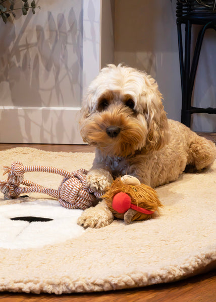 Colin Cow – McMac Pet SA